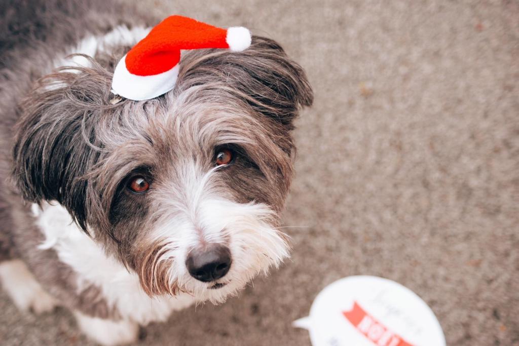 25 Idées cadeaux de Noel 2024 pour ton chien - MDIAQ