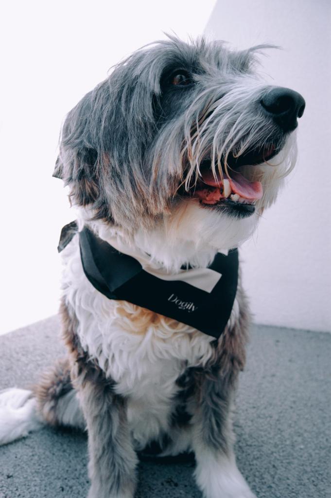 DOGILY - My dog is a Queen but I'am a Woman