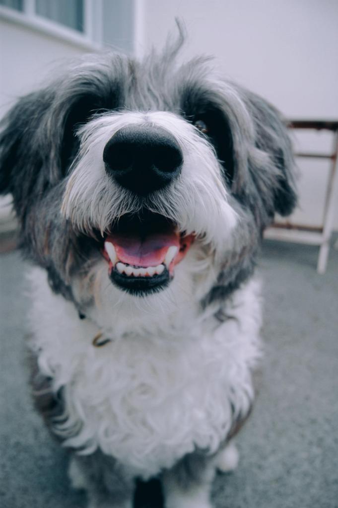 COLLIER DOGILY - My dog is a Queen but I'am a Woman