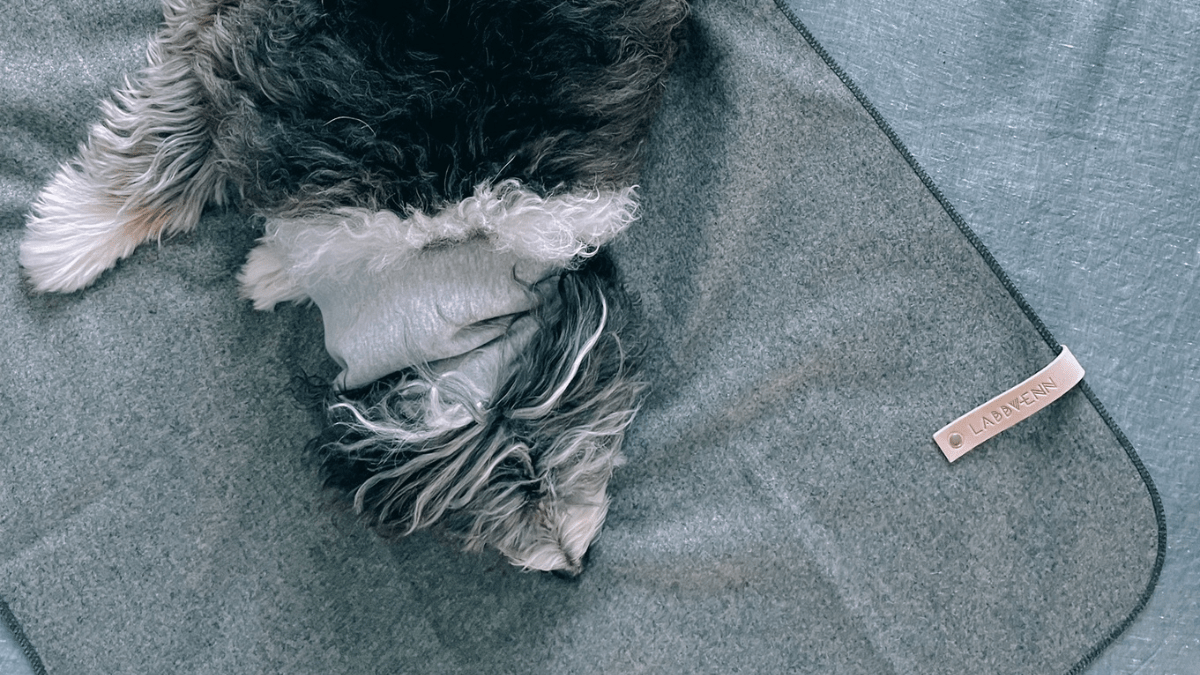 Dog and Cat Design - My dog is a Queen