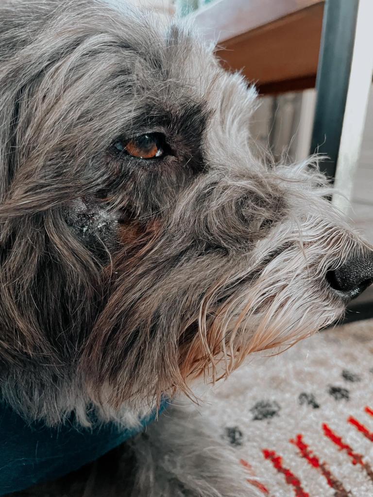 kyste sébacé chez le chien - My dog is a Queen but I'am a Woman