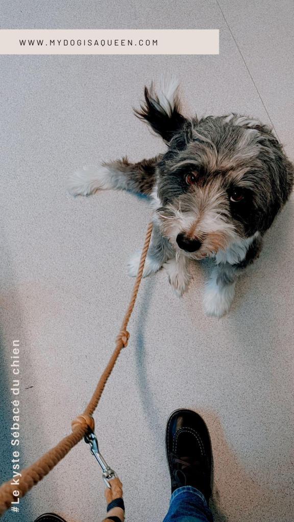 kyste sébacé chez le chien - My dog is a Queen but I'am a Woman