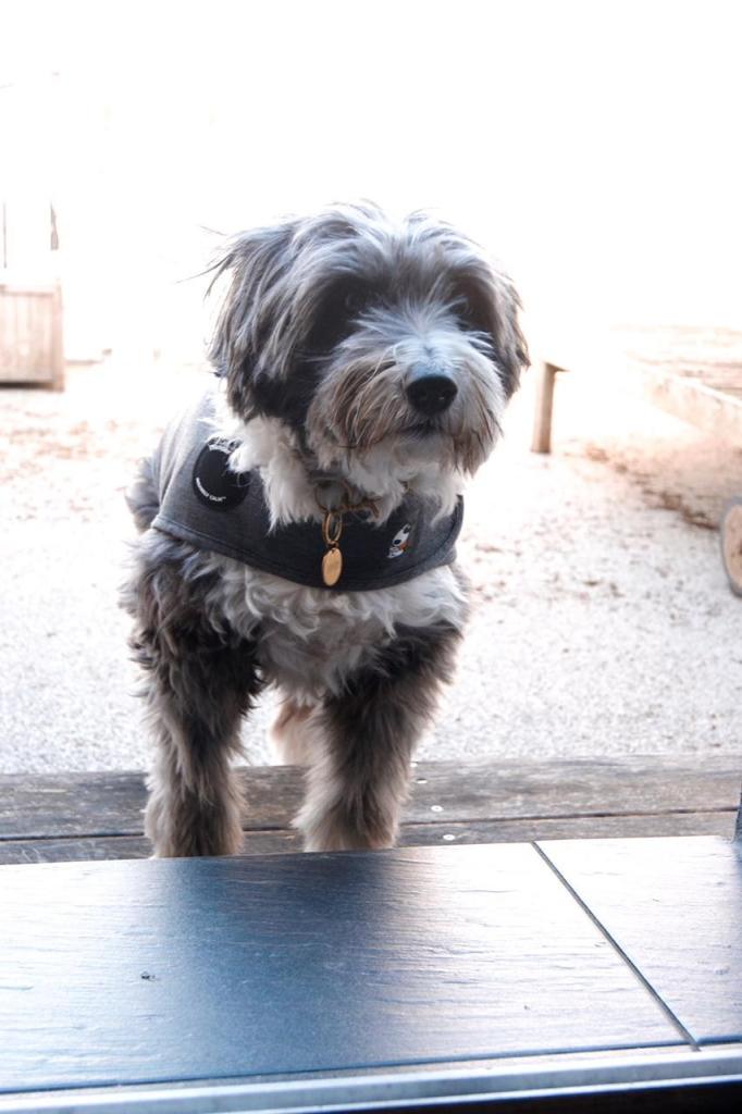THUNDERSHIRT - MDIAQ