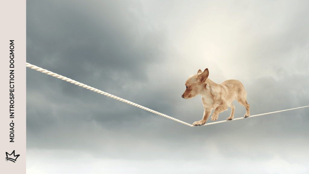 Suractivité, Surstimulation et Sursollicitation chez les Chiens - MDIAQ