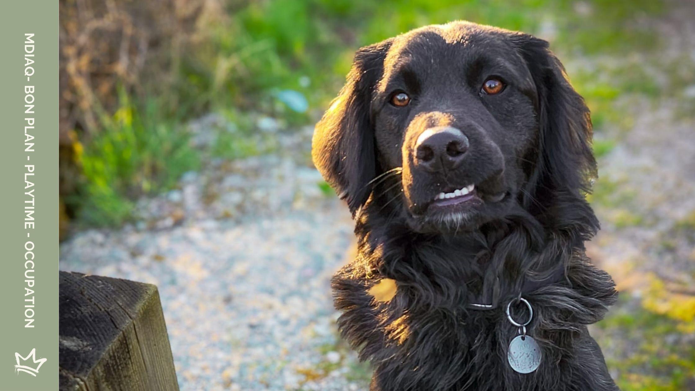 Défi Scay aventures sur Instagram - My dog is a Queen but I'am a Woman