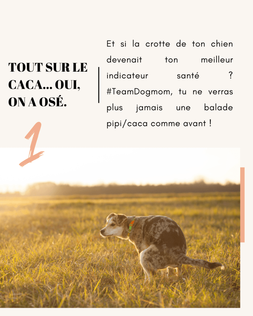 Ce que les selles de votre chien révèlent sur sa santé - MDIAQ