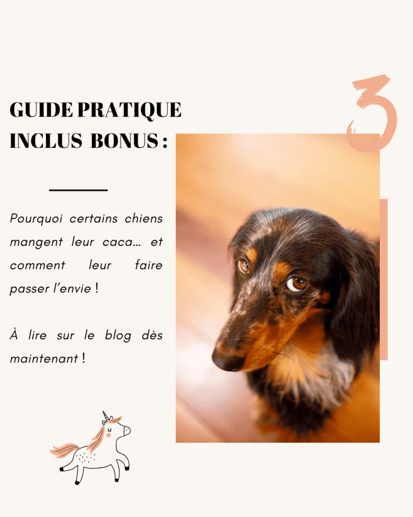 Ce que les selles de votre chien révèlent sur sa santé - MDIAQ